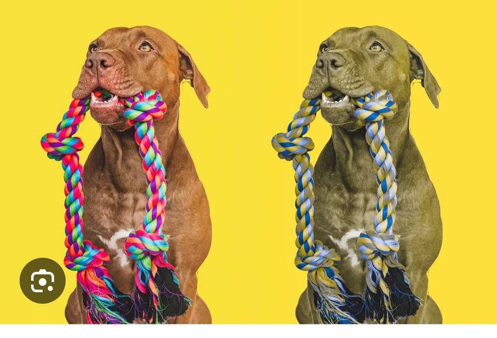 Dogs color vision LTU - Help/How To - Shotcut Forum